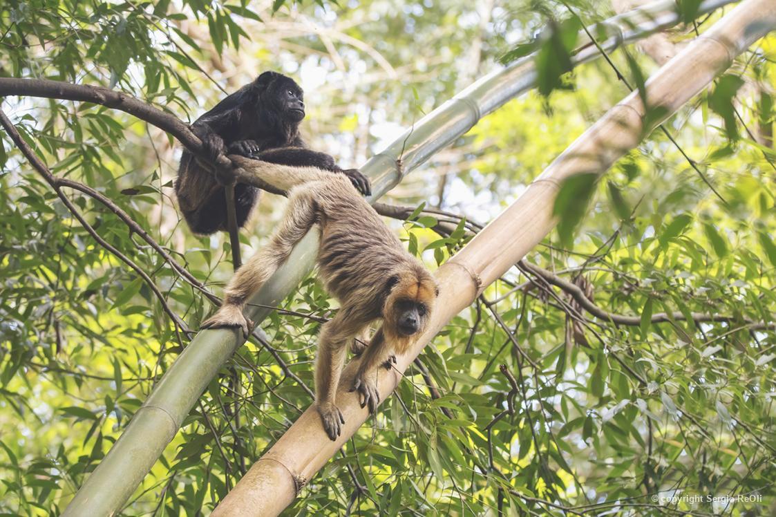 bugio #163175 - Biofaces - Bring Nature Closer