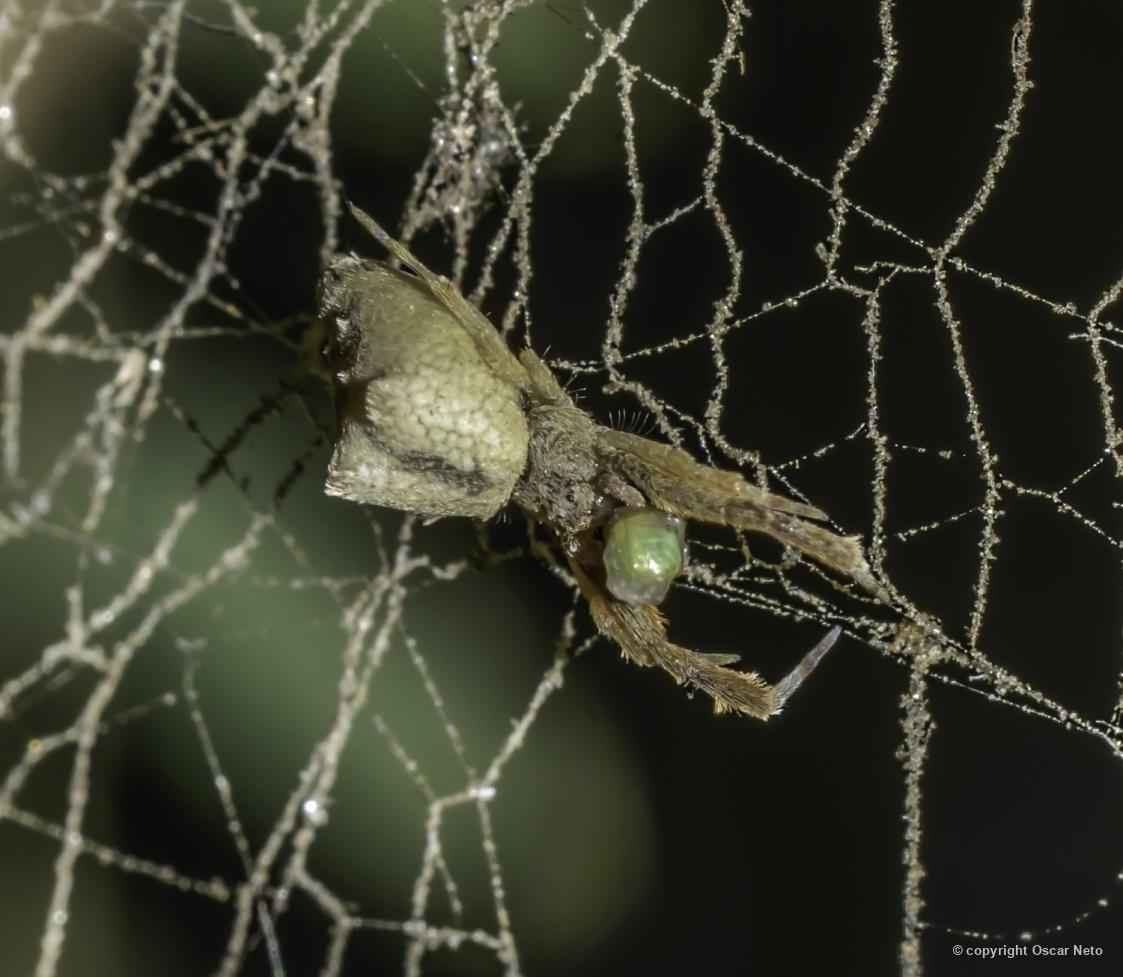 cf. #124830 - Biofaces - Bring Nature Closer