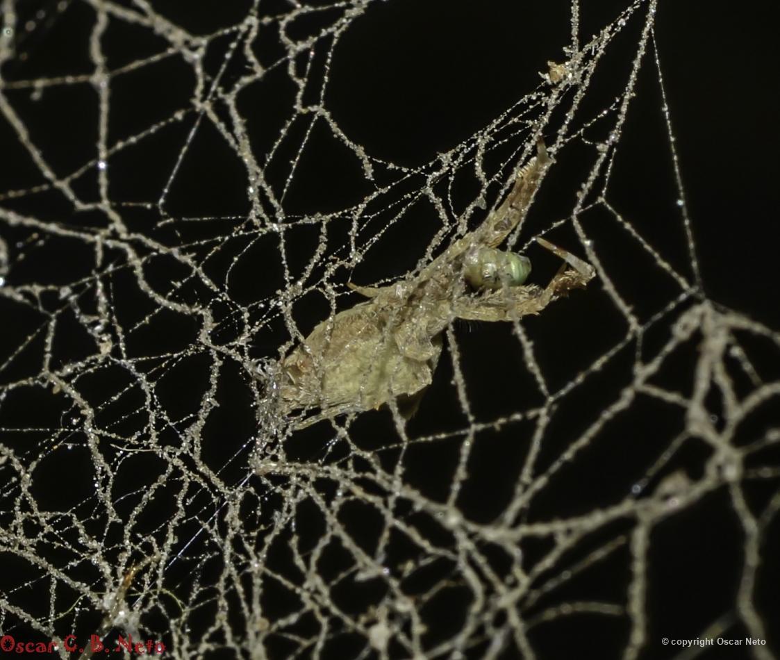 cf. #124831 - Biofaces - Bring Nature Closer