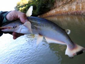 Ageneiosus inermis #13147 - Biofaces - Bring Nature Closer