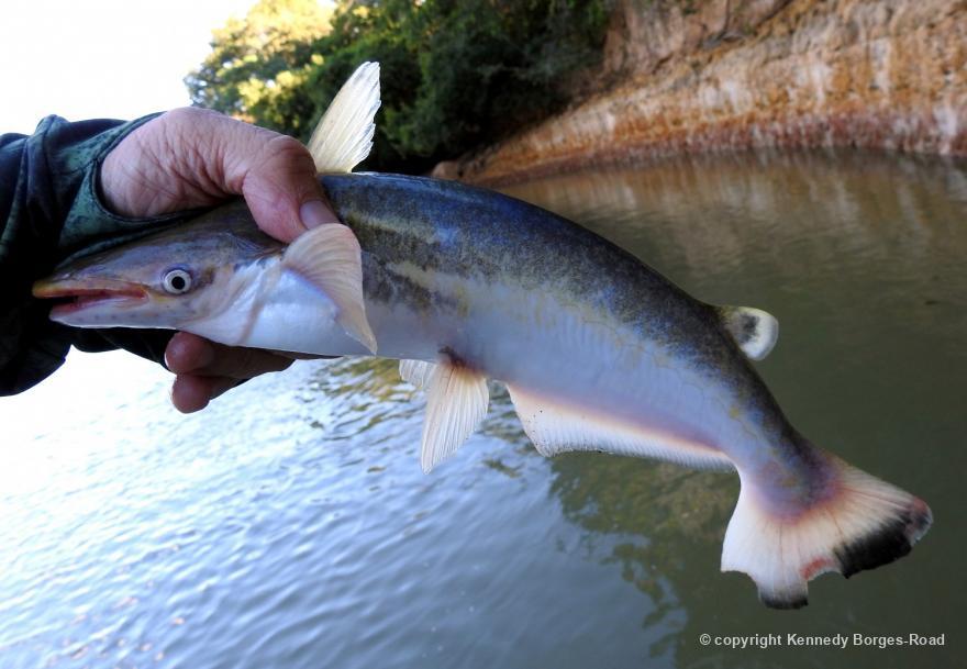 Mandubé, Boca-larga, Boca-de-Lua, Fidalgo, Palmito - Biofaces - Bring ...