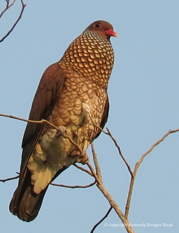 Pomba-trocal #153181 - Biofaces - Bring Nature Closer