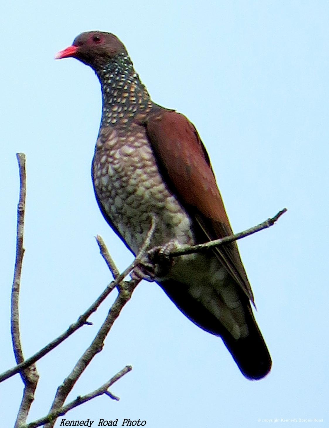 Pomba-trocal #107552 - Biofaces - Bring Nature Closer