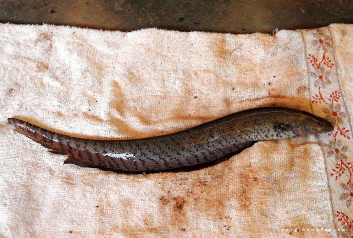 Tuvira #133131 - Biofaces - Bring Nature Closer