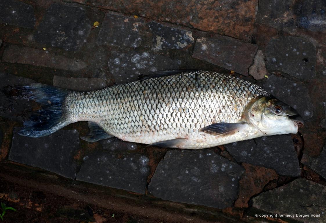 Curimbatá #166833 - Biofaces - Bring Nature Closer