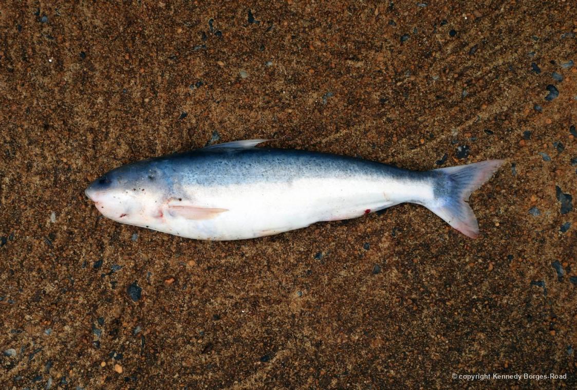 Candiru-açu #173885 - Biofaces - Bring Nature Closer