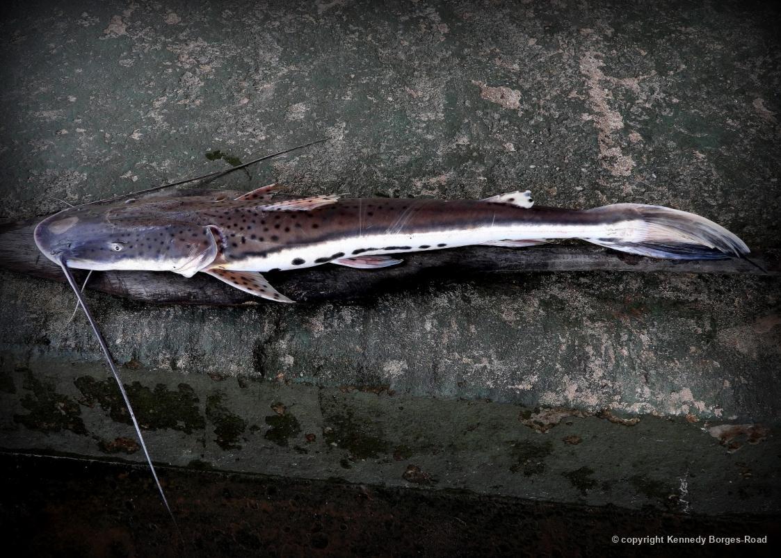 Bargada, #174868 - Biofaces - Bring Nature Closer