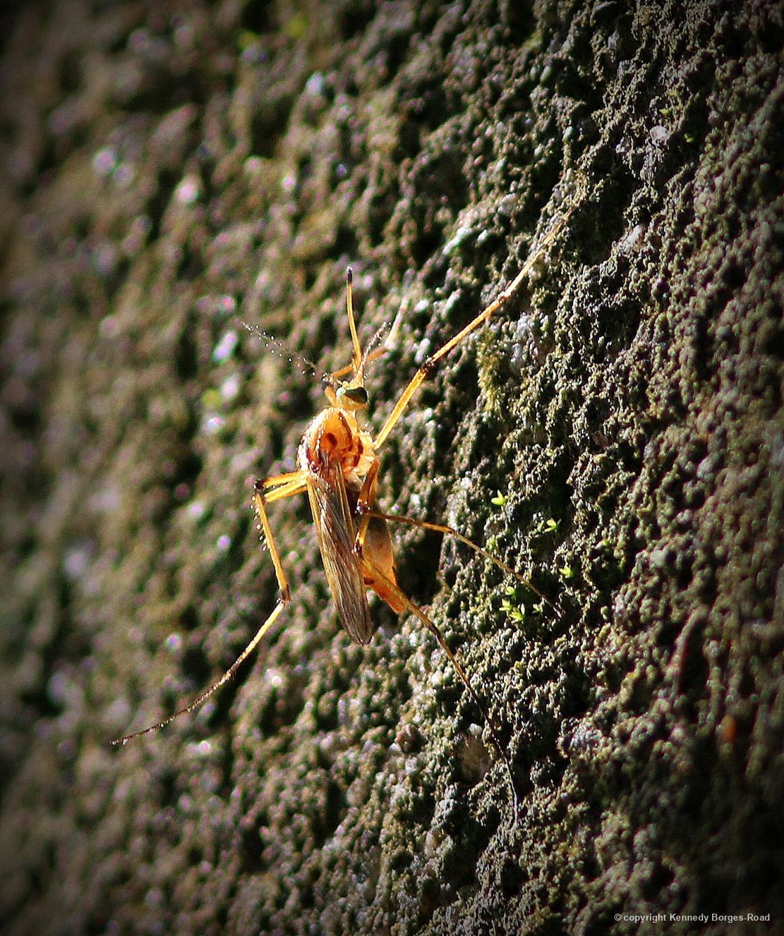 Pernilongo-amarelo #218710 - Biofaces - Bring Nature Closer