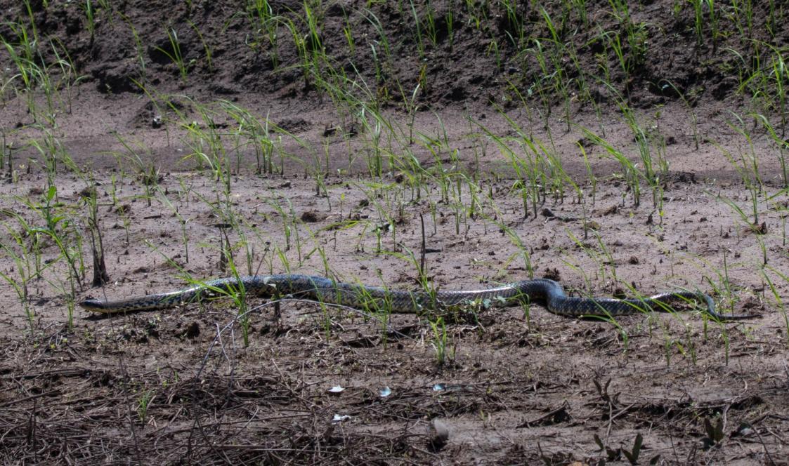 Surucucu-do-pantanal #91730 - Biofaces - Bring Nature Closer