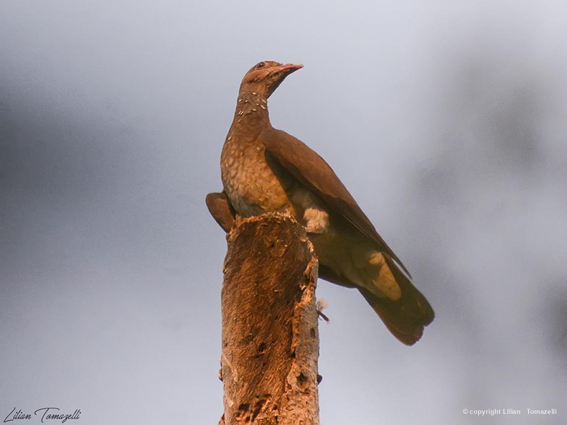 pomba-trocal #155836 - Biofaces - Bring Nature Closer