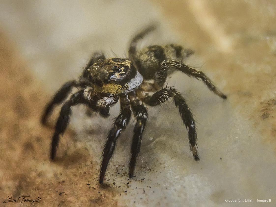 Aranha-saltadora #158710 - Biofaces - Bring Nature Closer