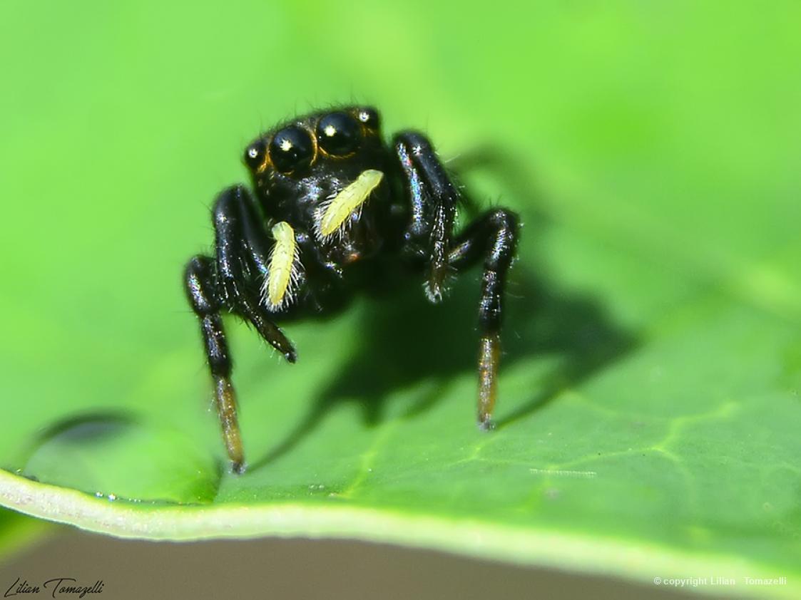 Aranha-saltadora #176893 - Biofaces - Bring Nature Closer