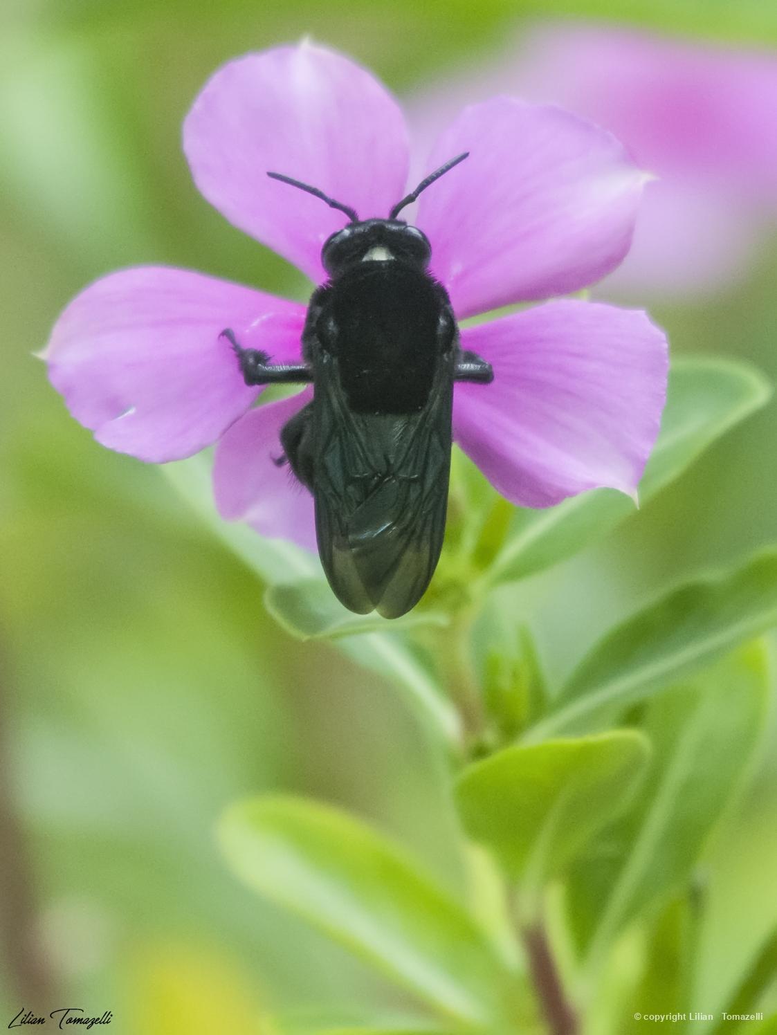 Mamangava-preta #212496 - Biofaces - Bring Nature Closer