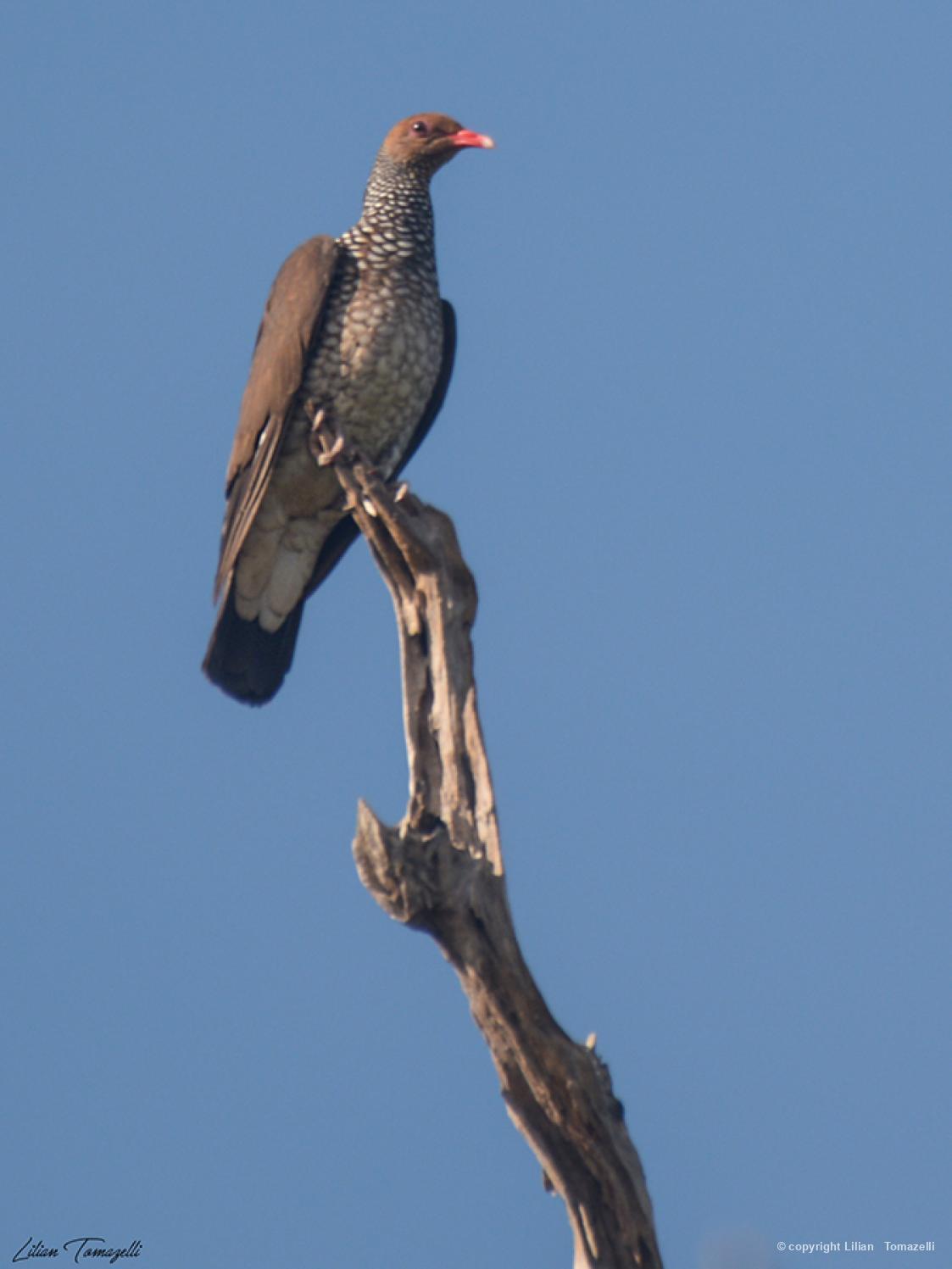 pomba-trocal #228953 - Biofaces - Bring Nature Closer