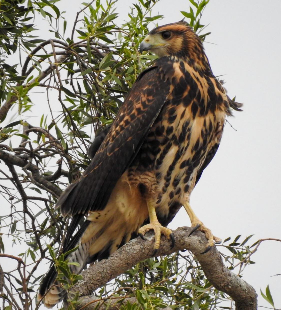 Gavilán #243752 - Biofaces - Bring Nature Closer