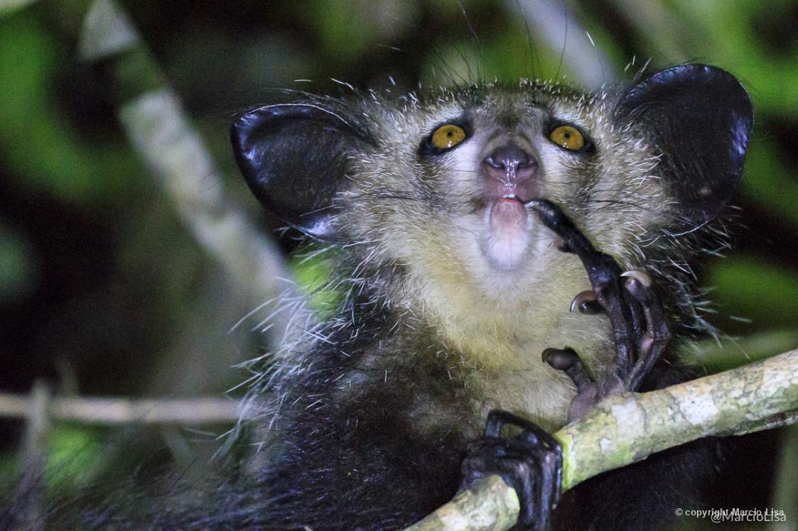 Aye-Aye #129236 - Biofaces - Bring Nature Closer