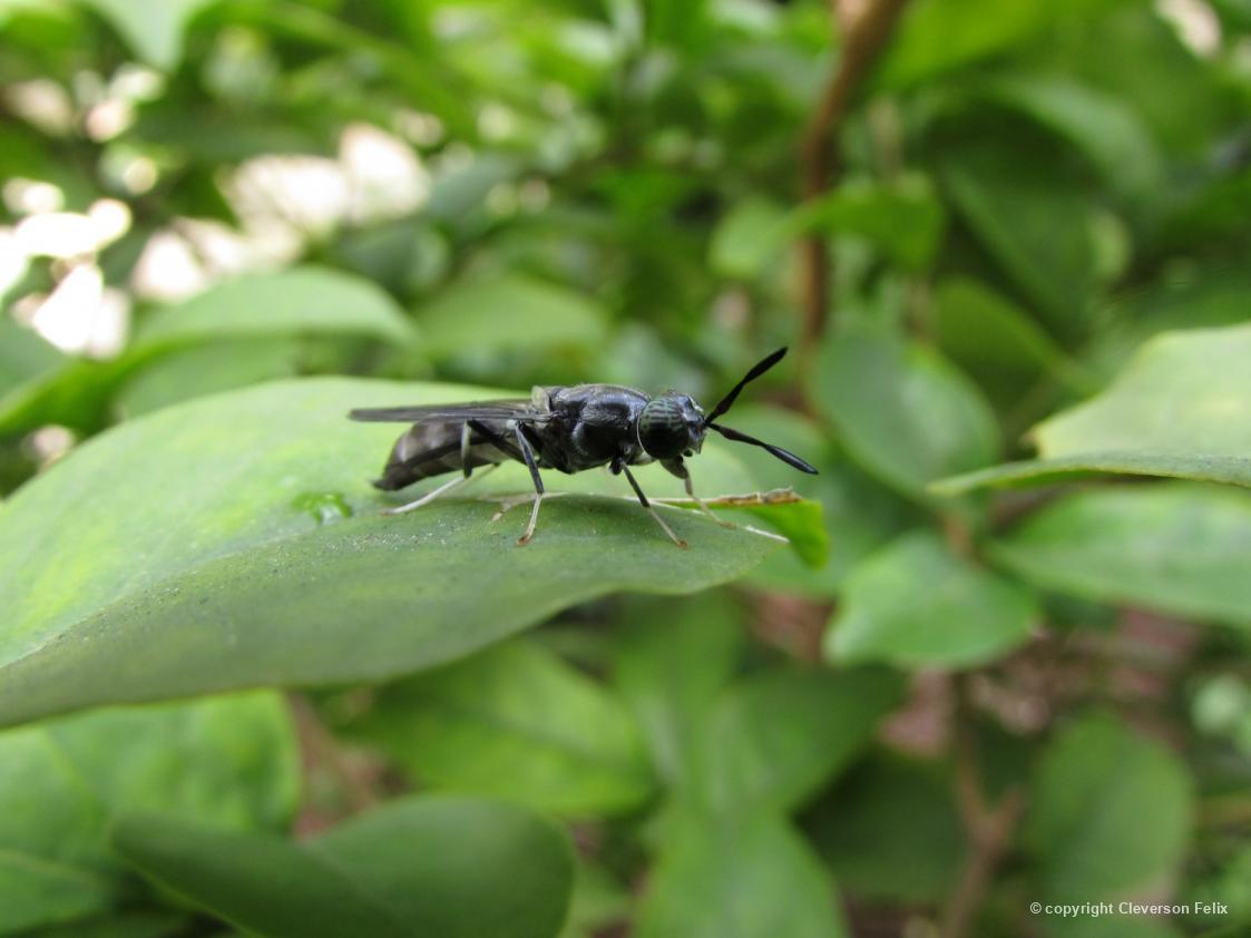 Mosca-soldado-negro #168536 - Biofaces - Bring Nature Closer