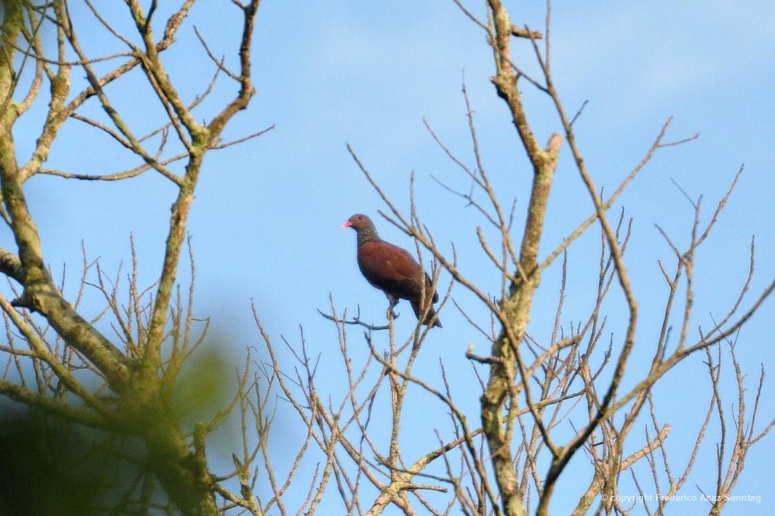 Pomba-trocal #153658 - Biofaces - Bring Nature Closer