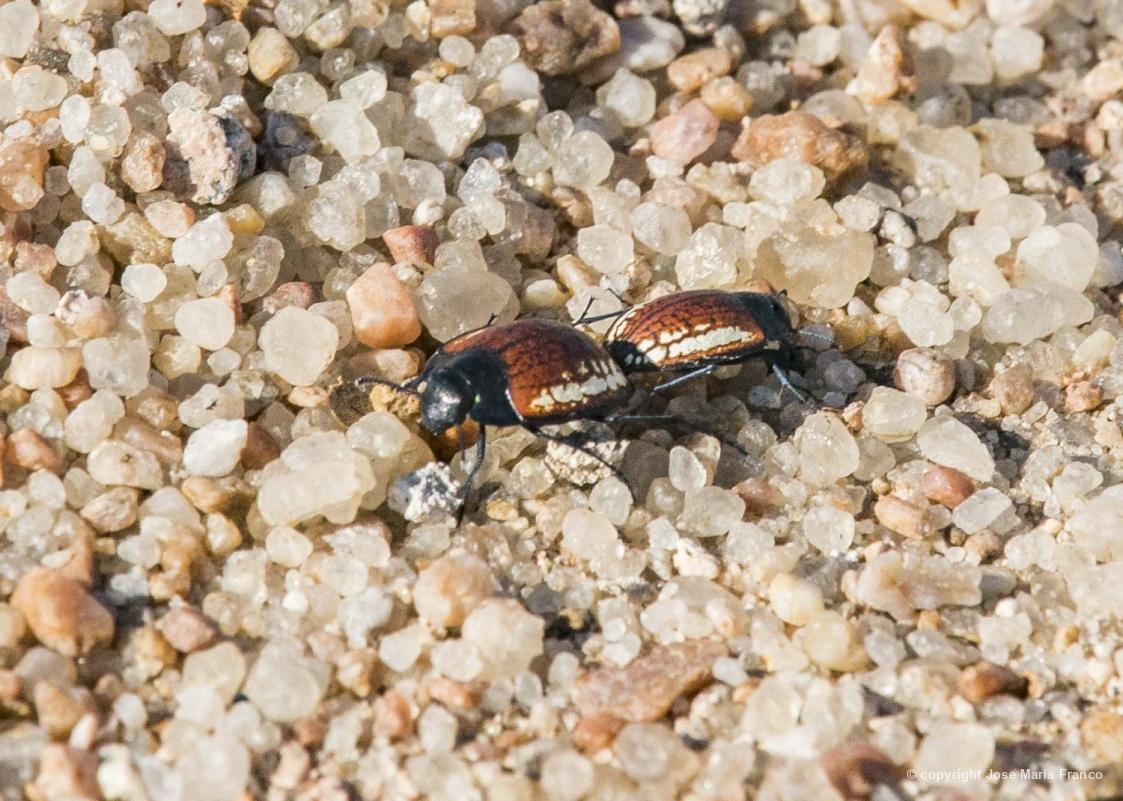 Desert #191687 - Biofaces - Bring Nature Closer