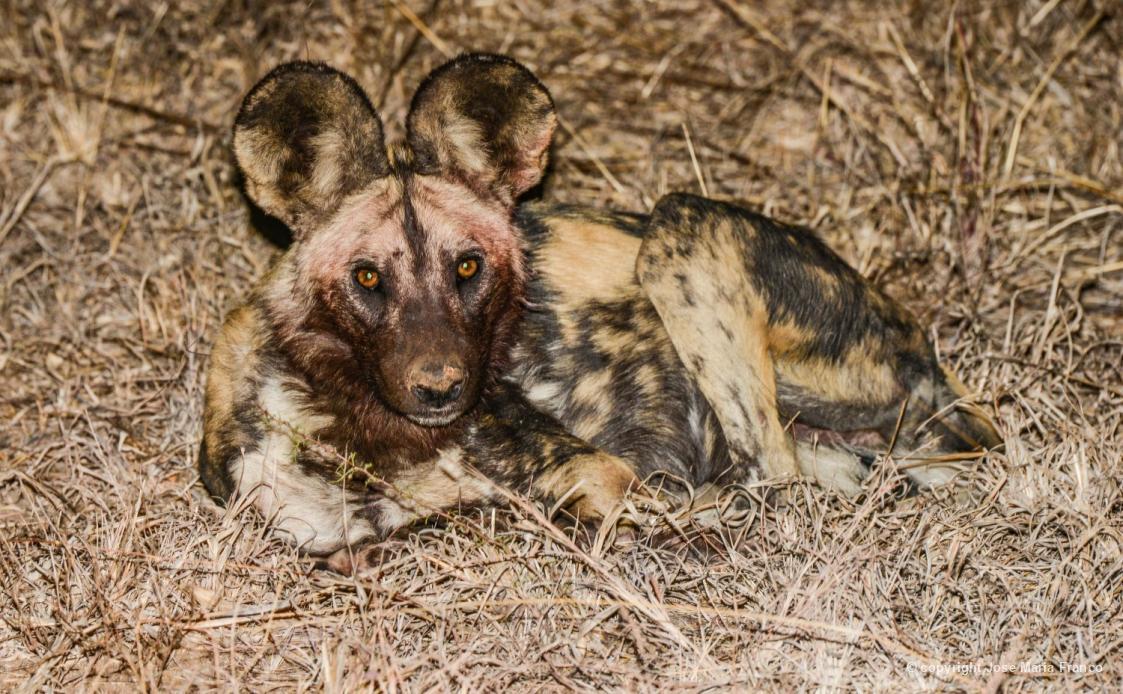 Mabeco #192652 - Biofaces - Bring Nature Closer