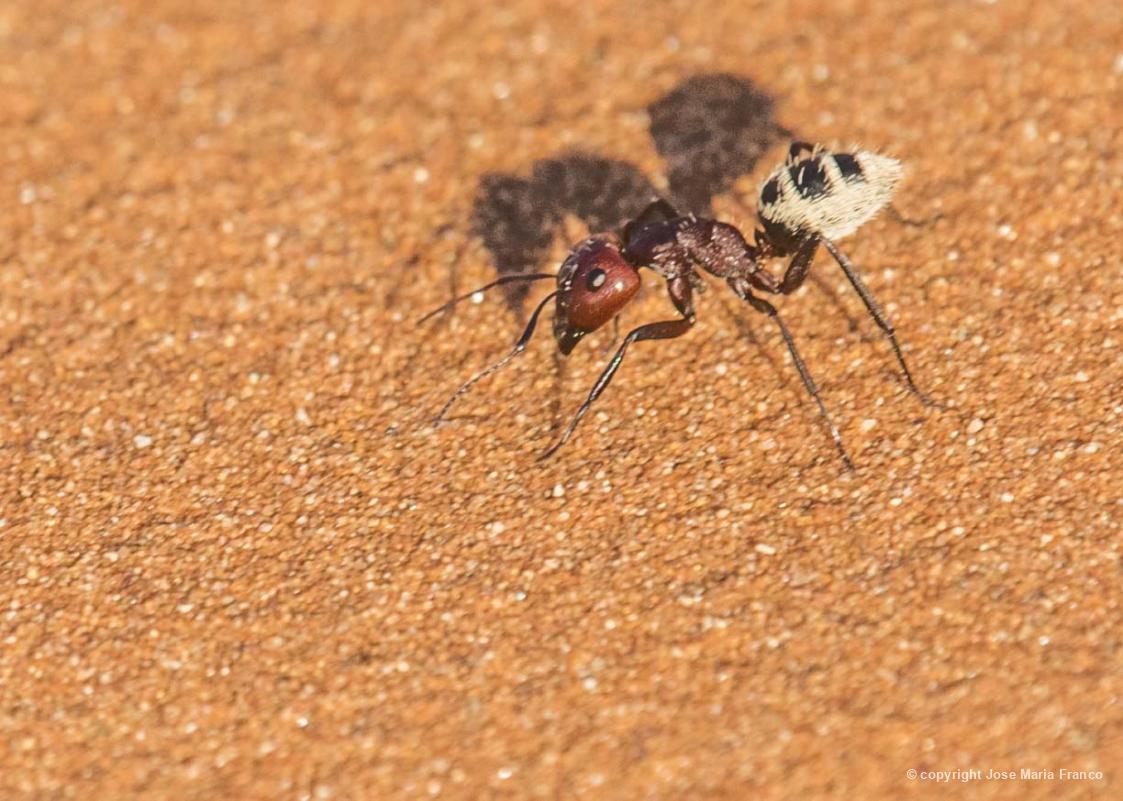 Namib #193300 - Biofaces - Bring Nature Closer