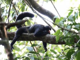 Chiropotes albinasus #2596 - Biofaces - Bring Nature Closer