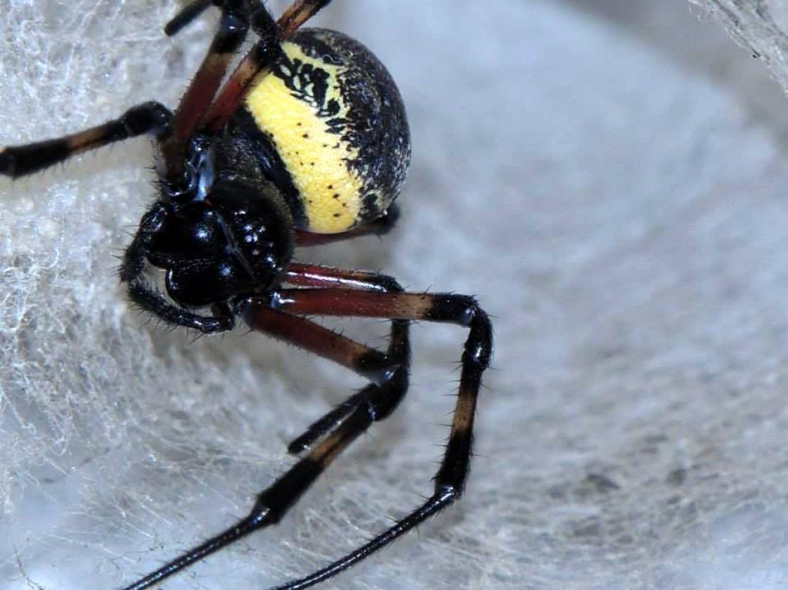 Aranha-maria-bola #166511 - Biofaces - Bring Nature Closer