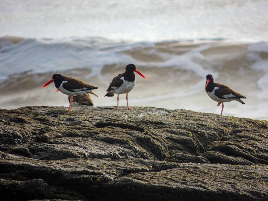 Piru-Piru #207002 - Biofaces - Bring Nature Closer