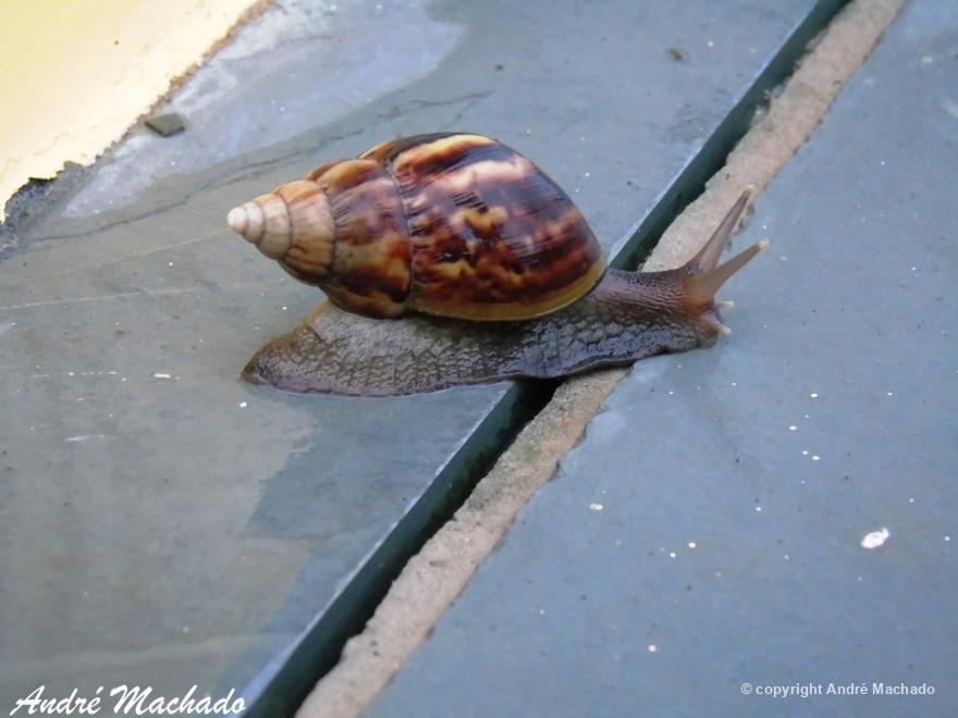 Caracol #104077 - Biofaces - Bring Nature Closer