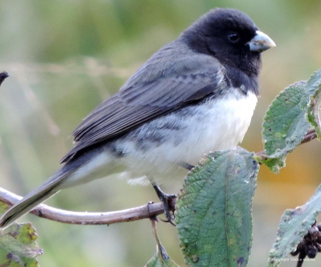 Papa-capim-de-costas-cinzas #201166 - Biofaces - Bring Nature Closer