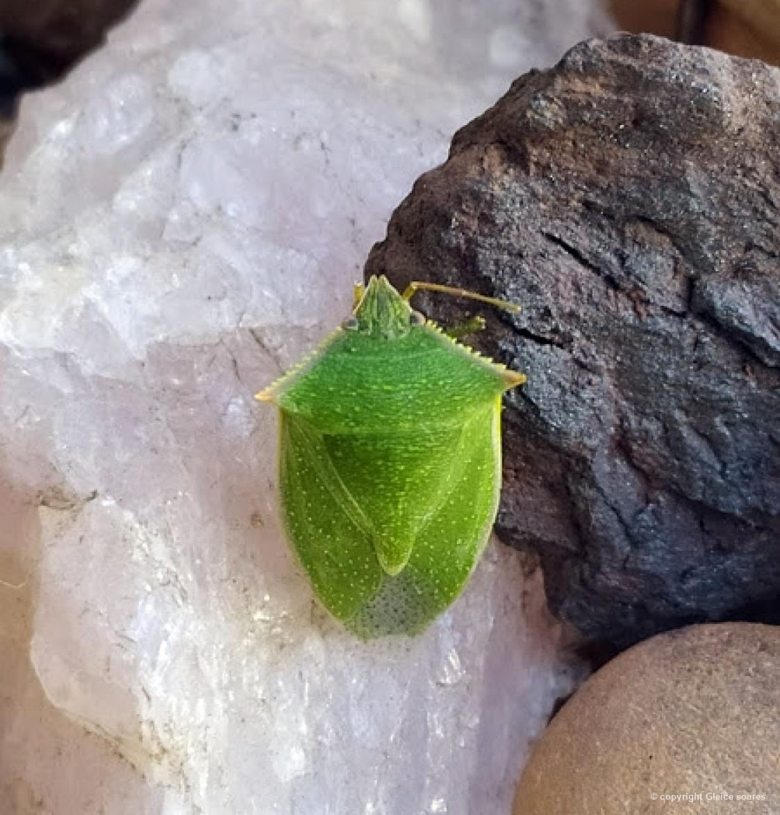 Maria-fedida #205686 - Biofaces - Bring Nature Closer