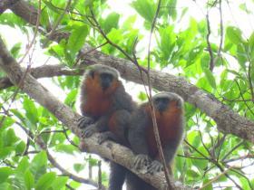 Plecturocebus grovesi #18711 - Biofaces - Bring Nature Closer