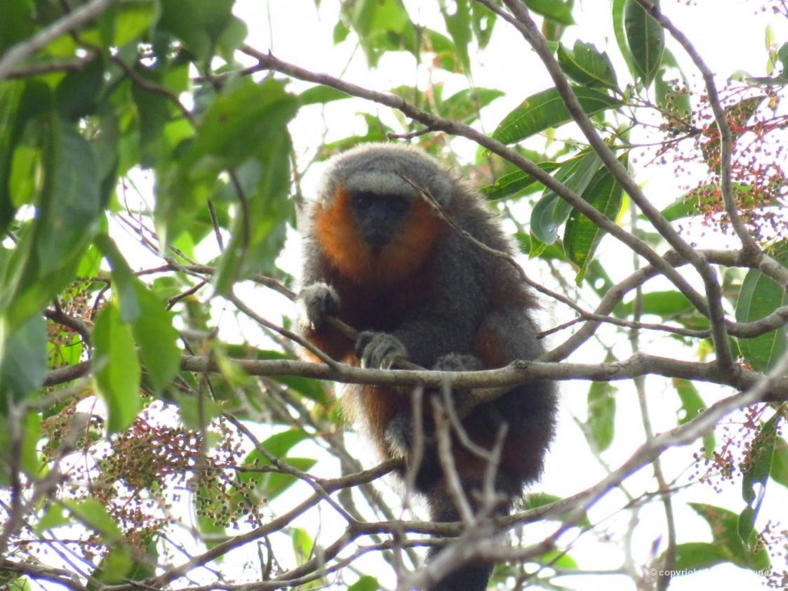 Plecturocebus #204593 - Biofaces - Bring Nature Closer