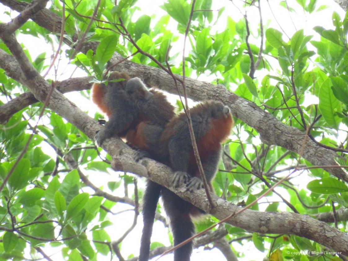 Plecturocebus #204595 - Biofaces - Bring Nature Closer