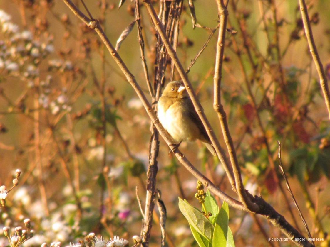 Tiziu #191803 - Biofaces - Bring Nature Closer