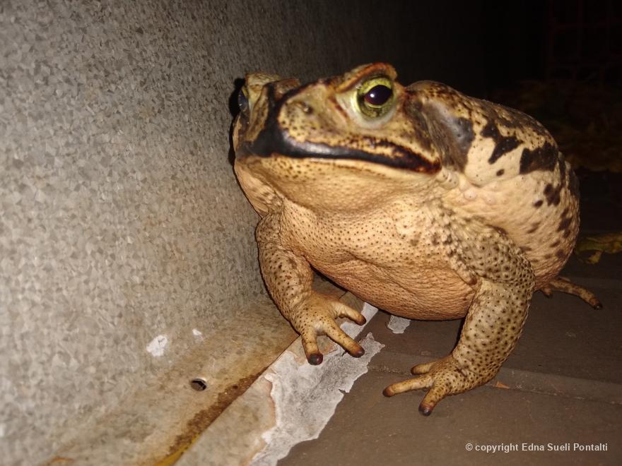 Sapo-cururu #192041 - Biofaces - Bring Nature Closer