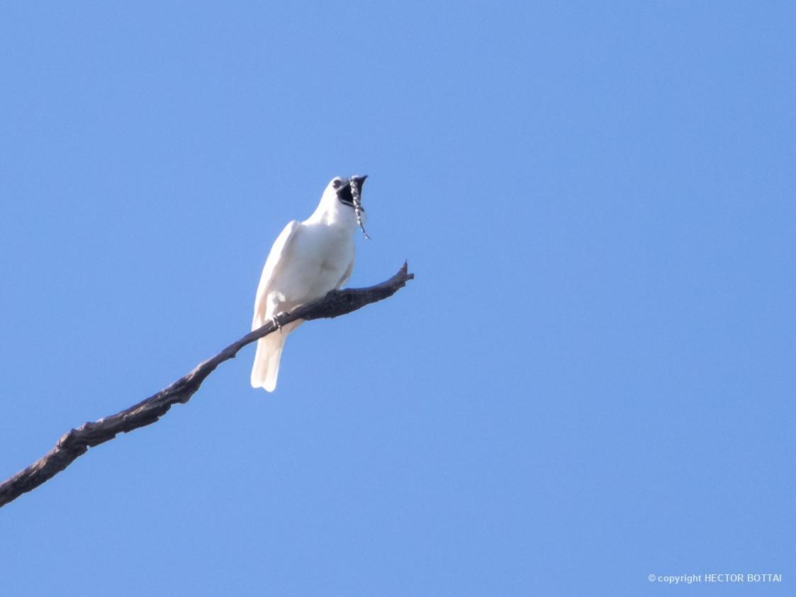 White #149938 - Biofaces - Bring Nature Closer