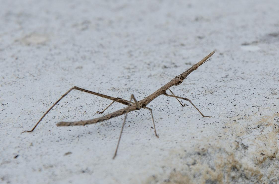 Stiphra #257107 - Biofaces - Bring Nature Closer