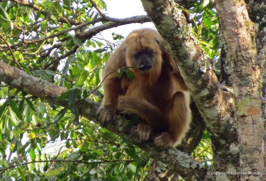 Bugio #28414 - Biofaces - Bring Nature Closer