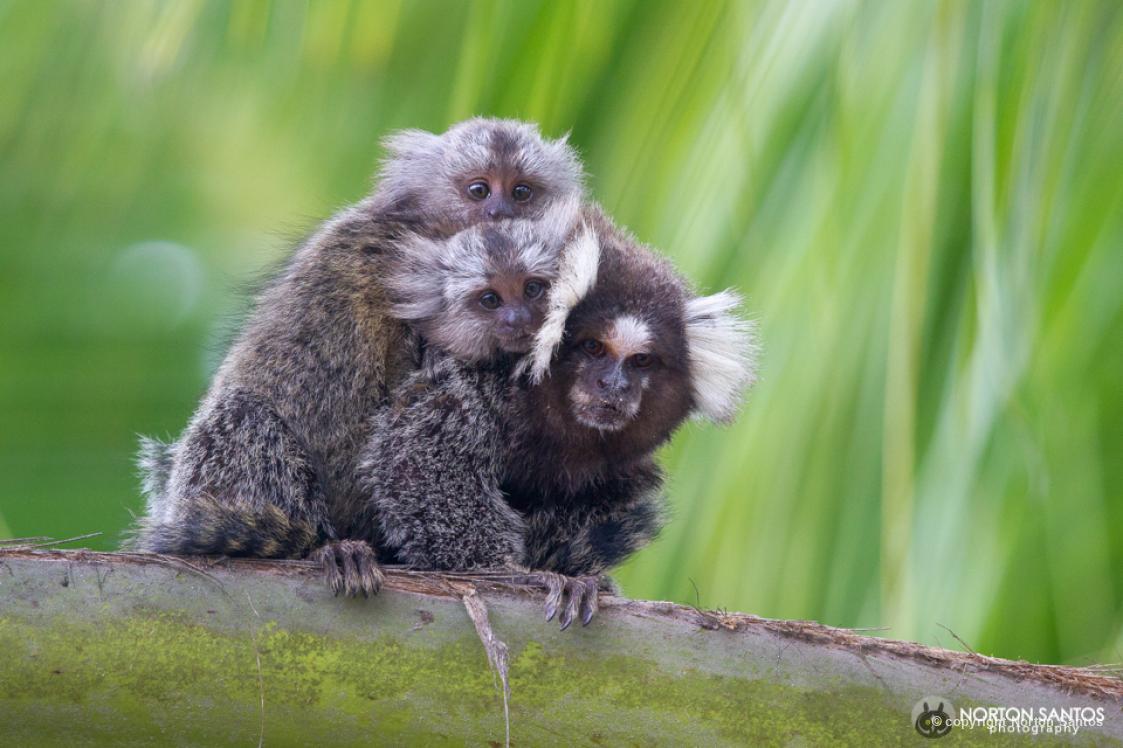 Sagui-de-tufos-brancos e filhotes - Biofaces - Bring Nature Closer