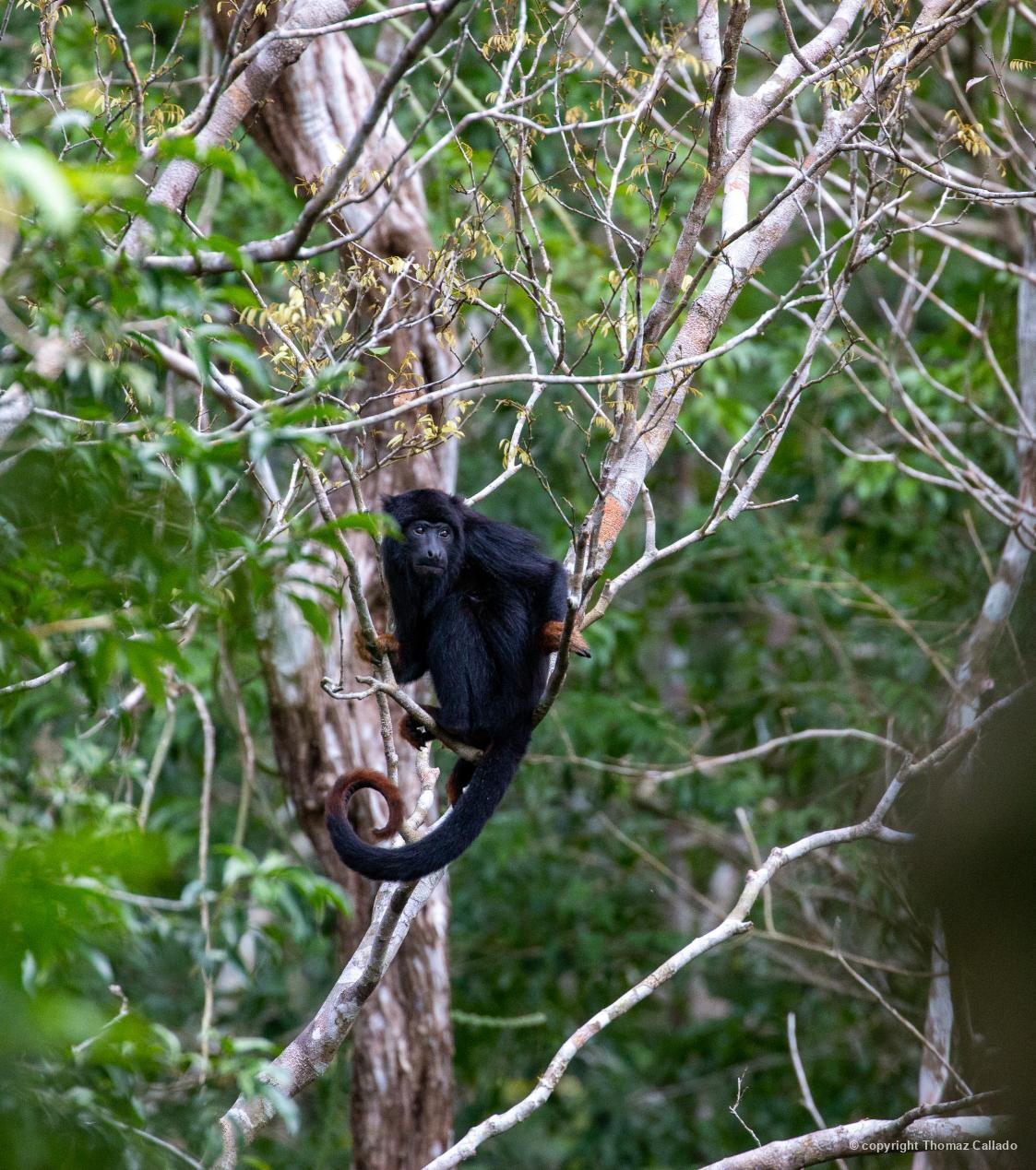 Guariba-de-mãos-ruivas #257482 - Biofaces - Bring Nature Closer