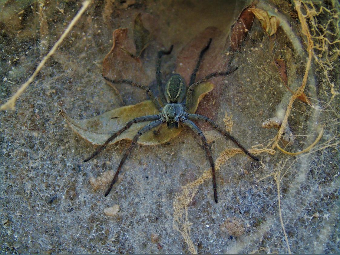 Aranha-lobo-de-teia-de-funil #258382 - Biofaces - Bring Nature Closer