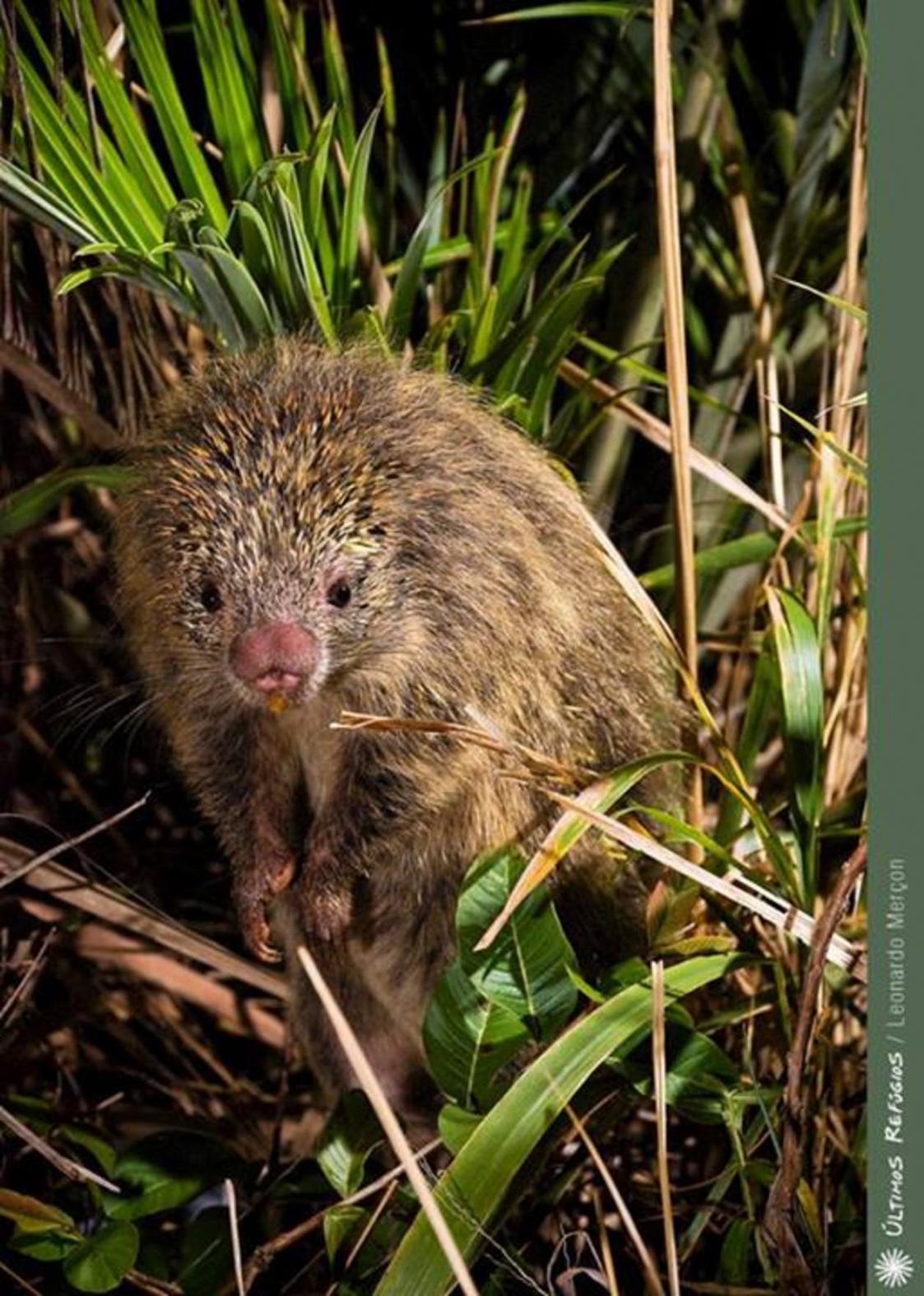 Ouriço-cacheiro-amarelo #5309 - Biofaces - Bring Nature Closer