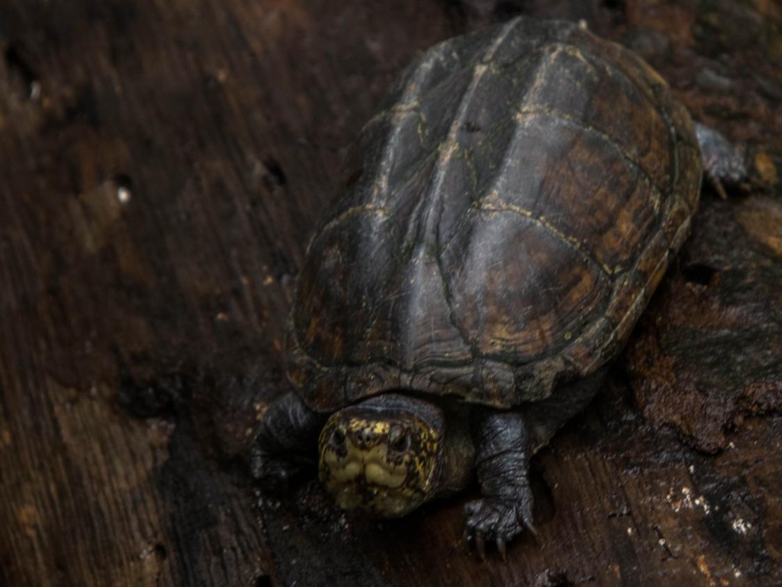 muçuã #127640 - Biofaces - Bring Nature Closer