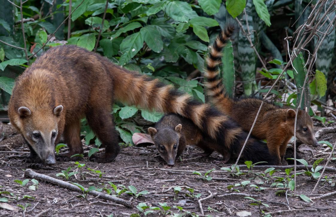 quati #211133 - Biofaces - Bring Nature Closer