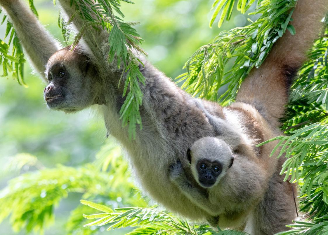 Muriqui #216822 - Biofaces - Bring Nature Closer