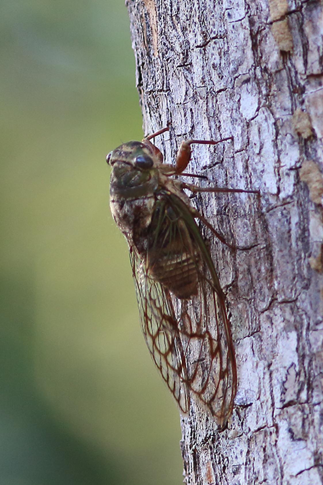 Cigarra #137318 - Biofaces - Bring Nature Closer