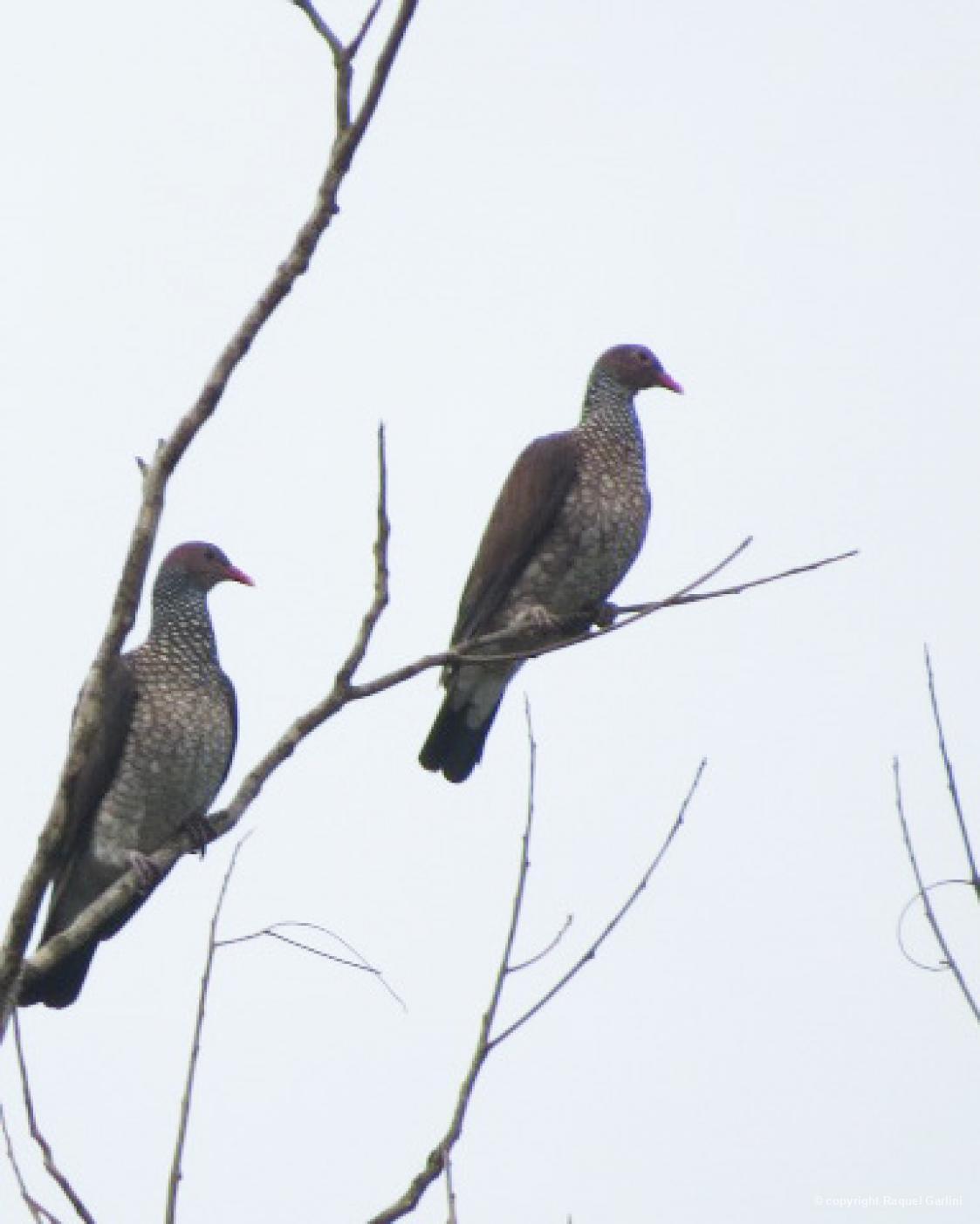 pomba-trocal #252107 - Biofaces - Bring Nature Closer