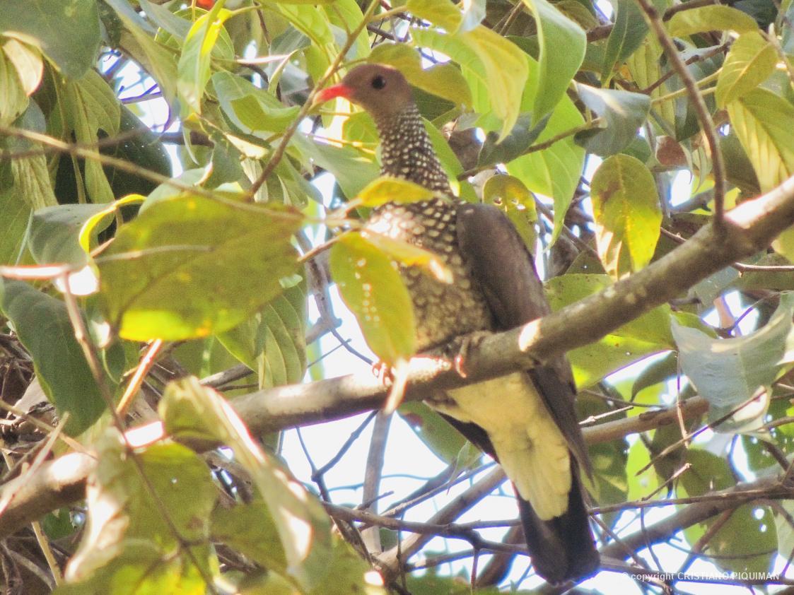 POMBA #242618 - Biofaces - Bring Nature Closer