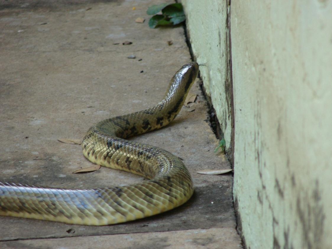 Surucucu-do-Pantanal #195 - Biofaces - Bring Nature Closer